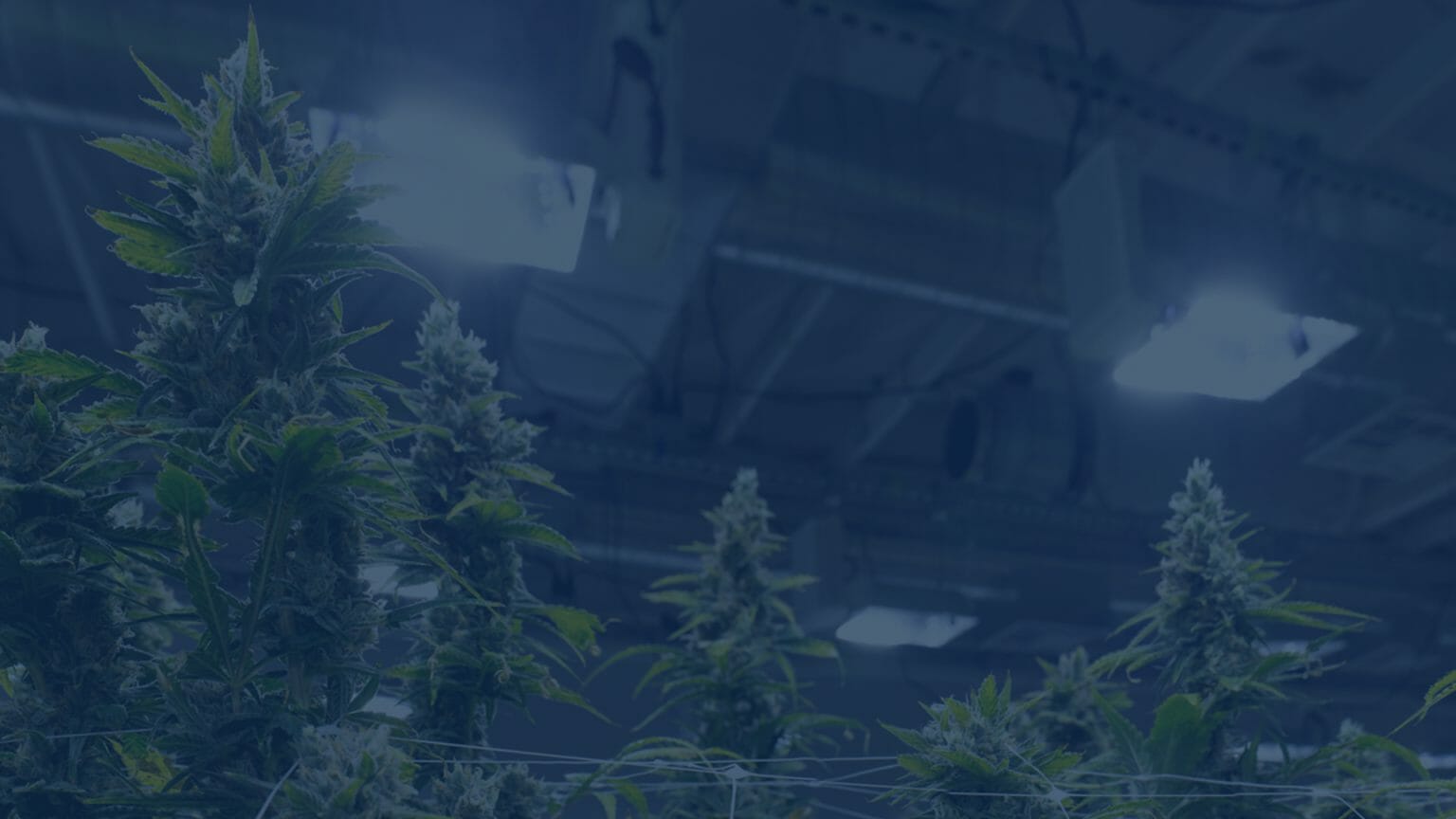 Phantom 60 Series Commercial DE Systems - Innovative Growers Equipment ...