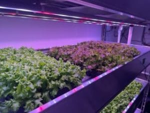 Grow Rack Mobile Carts - Innovative Growers Equipment – Hydrofarm ...